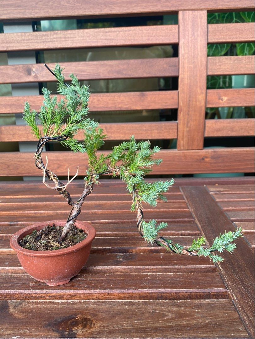Mini jin deadwood Juniper Juniperus Chinensis Bonsai pine # 7 ...