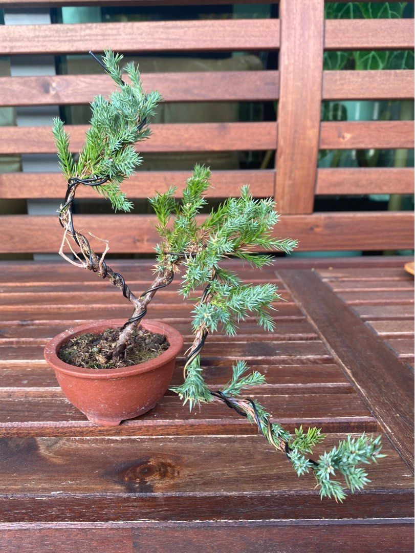 Mini jin deadwood Juniper Juniperus Chinensis Bonsai pine # 7 ...
