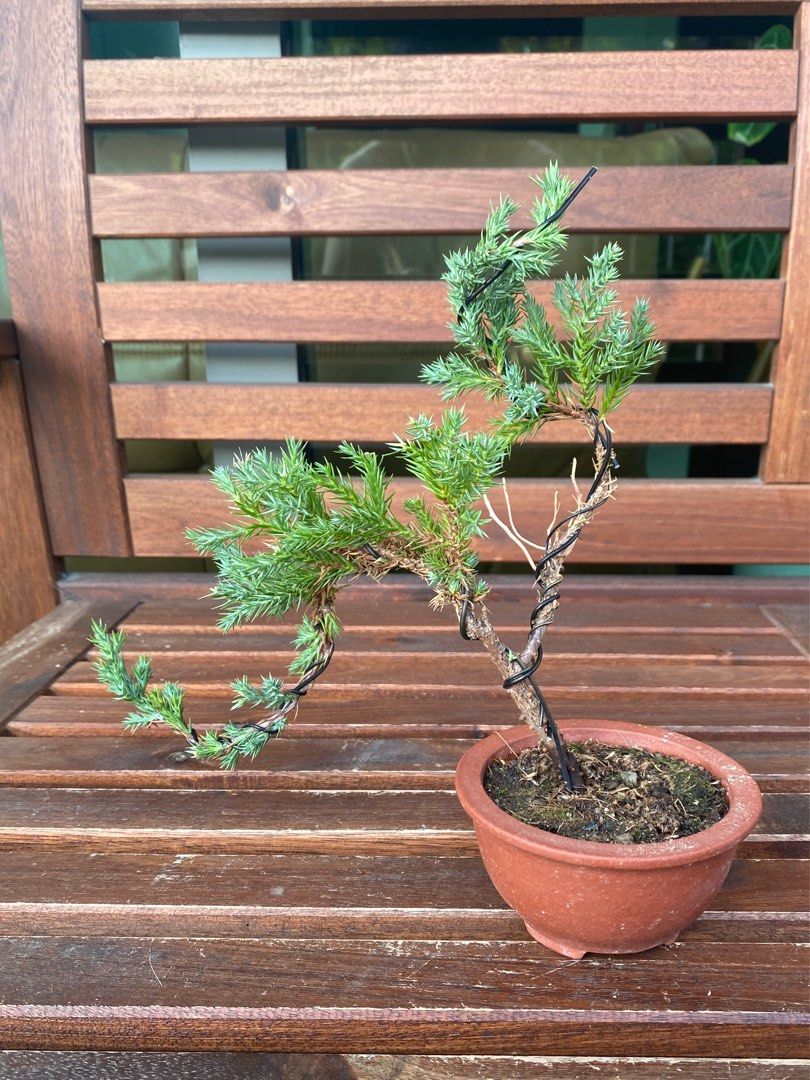 Mini jin deadwood Juniper Juniperus Chinensis Bonsai pine # 7 ...