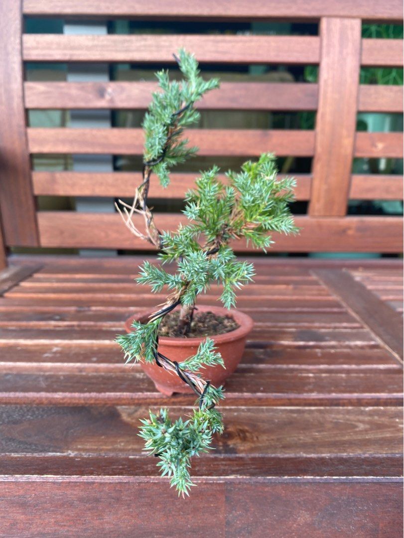 Mini jin deadwood Juniper Juniperus Chinensis Bonsai pine # 7 ...