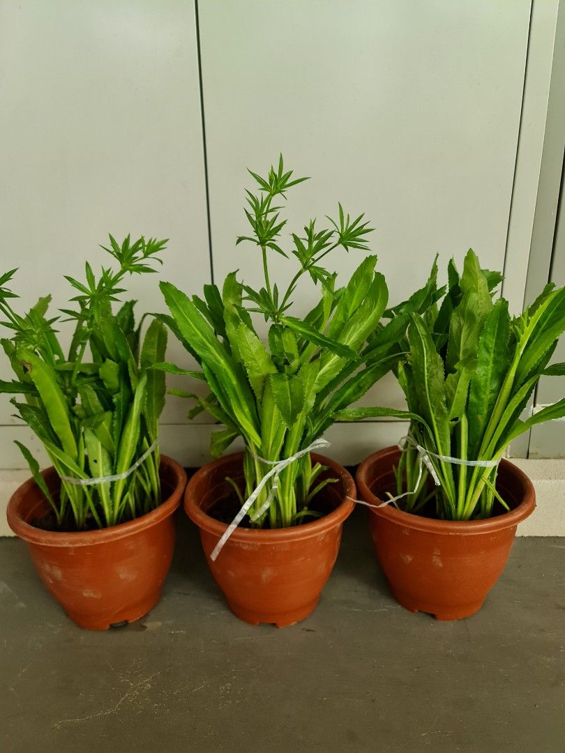 Organic Sawtooth Coriander Plants / Culantro / Thai Parsley ( Edible ...
