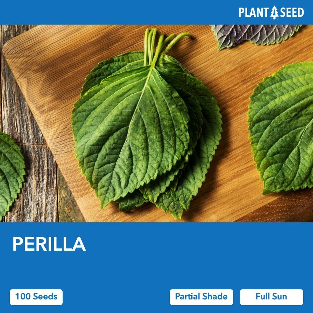 Perilla seeds planter seeds germination seeds planting seeds edible ...