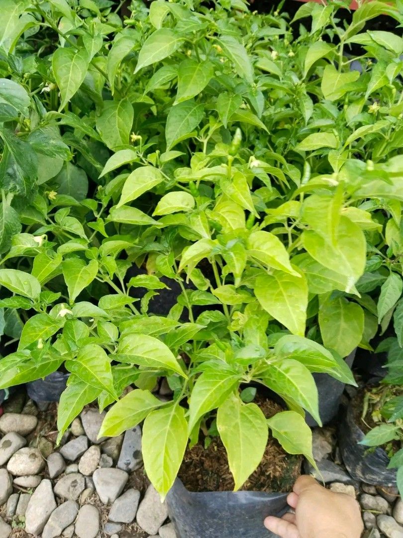 SiLing Labuyo (Potted), Furniture & Home Living, Gardening, Plants ...