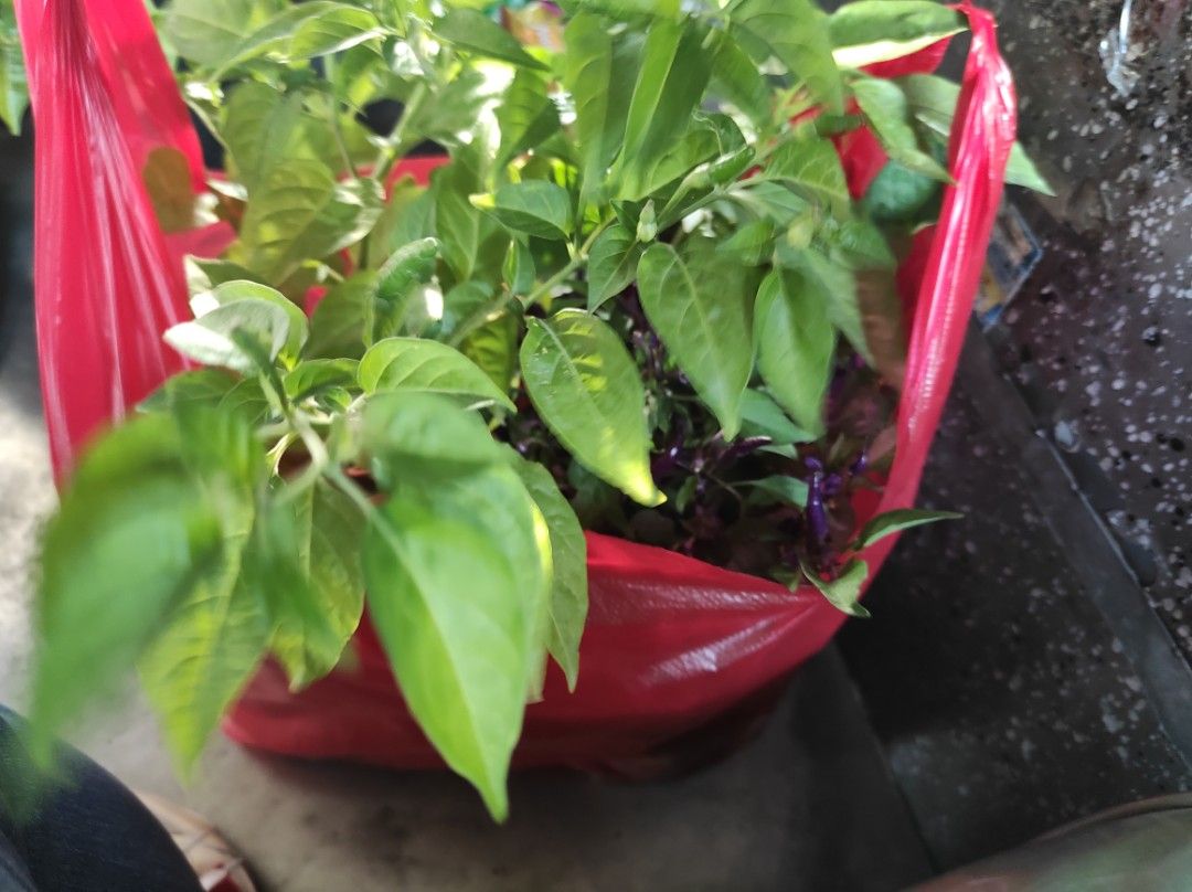 SiLing Labuyo (Potted), Furniture & Home Living, Gardening, Plants ...