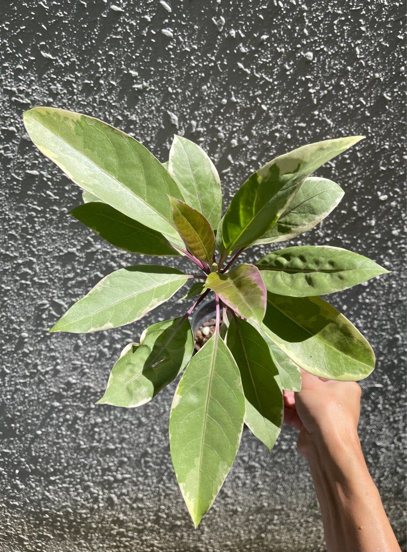 Solandra Grandiflora Variegated (Chalice Vine), Furniture & Home Living ...