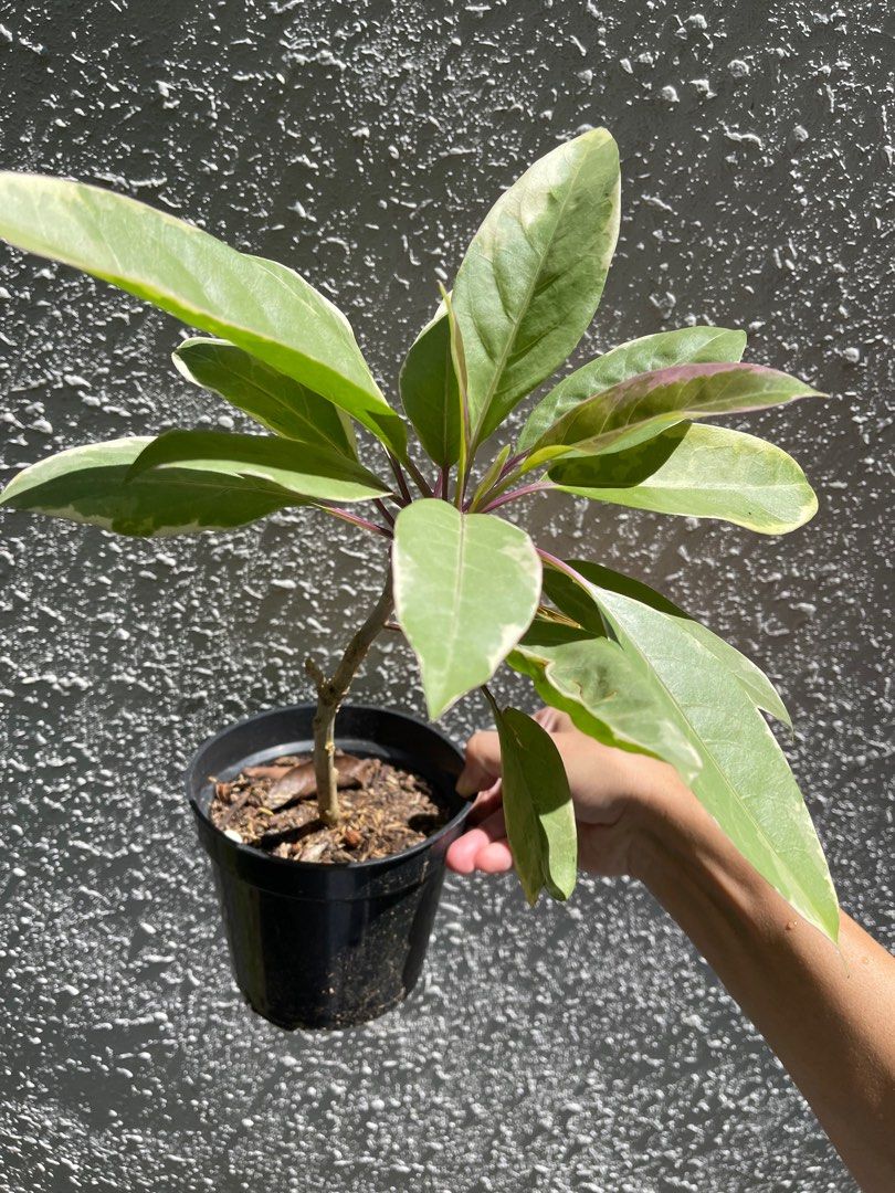 Solandra Grandiflora Variegated (Chalice Vine), Furniture & Home Living ...