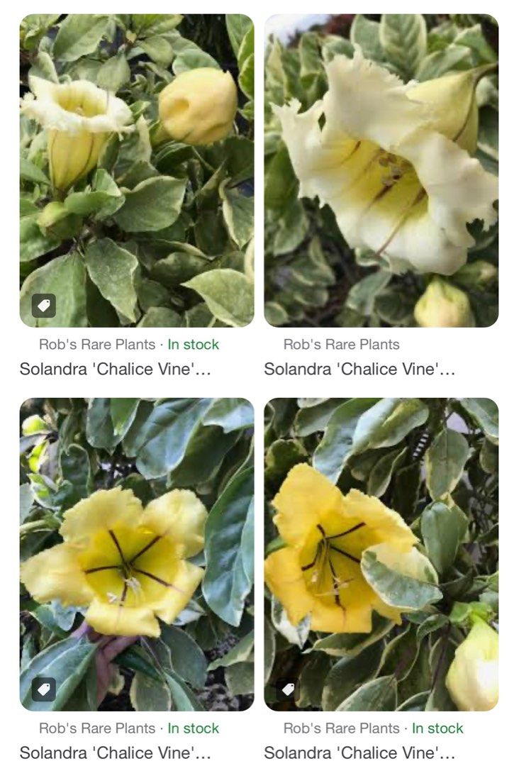 Solandra Grandiflora Variegated (Chalice Vine), Furniture & Home Living ...
