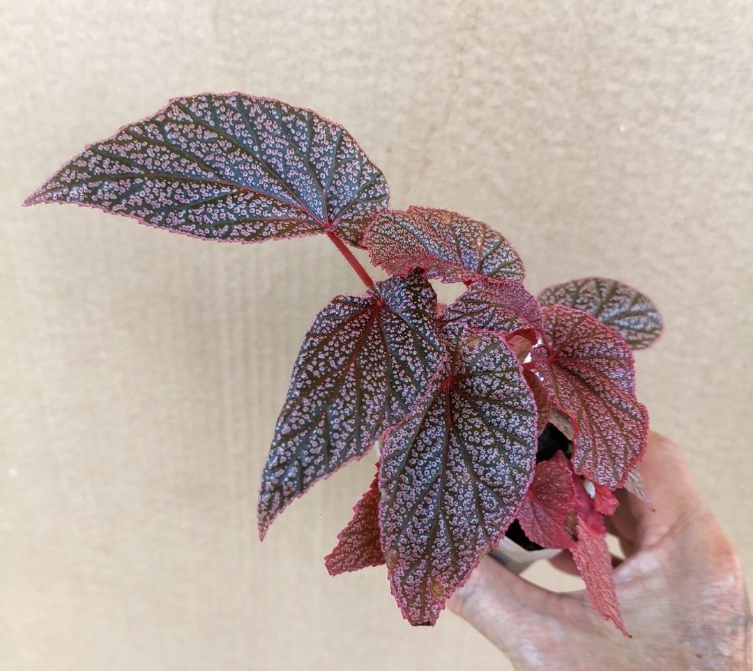 Begonia U062, Furniture & Home Living, Gardening, Plants & Seeds on ...