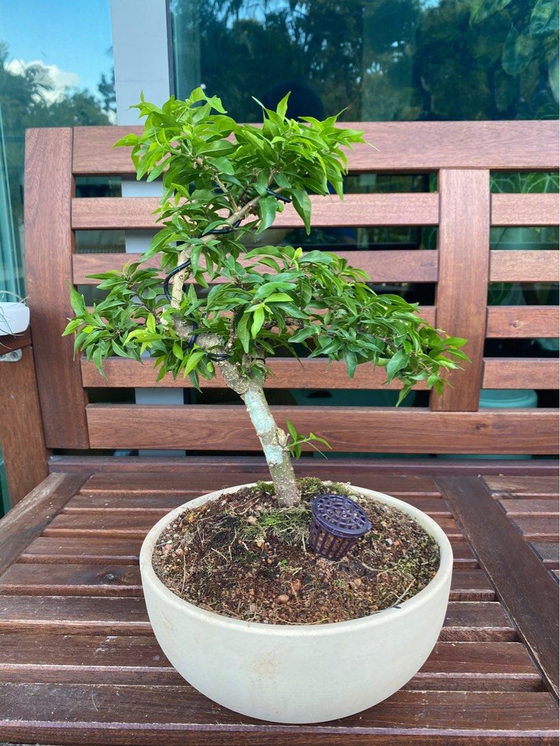 Double petal flower shui mei shuimei bonsai Wrightia Religiosa #5 small ...