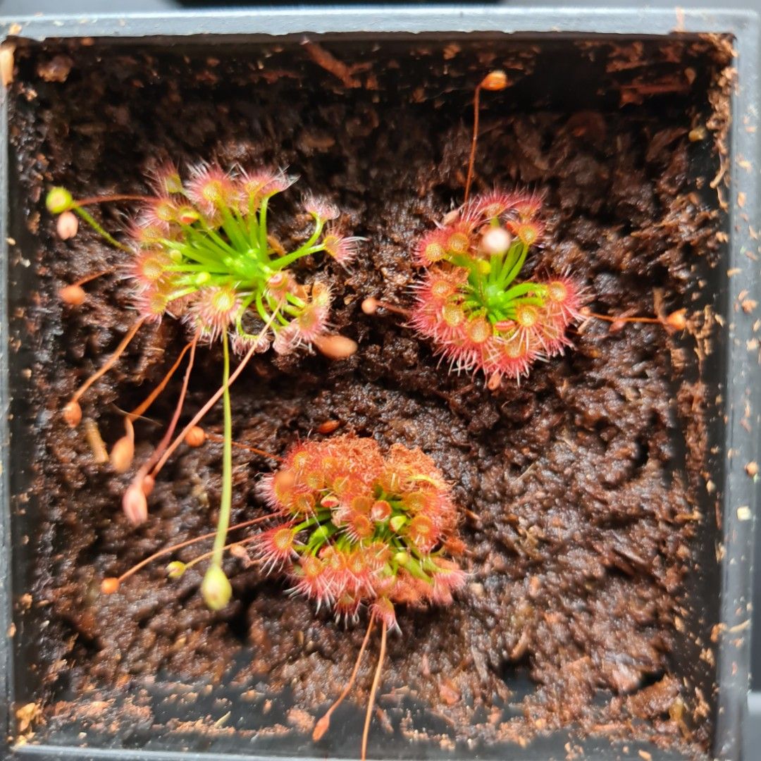 Drosera Badgerupii Pygmy Sundew, Furniture & Home Living, Gardening ...
