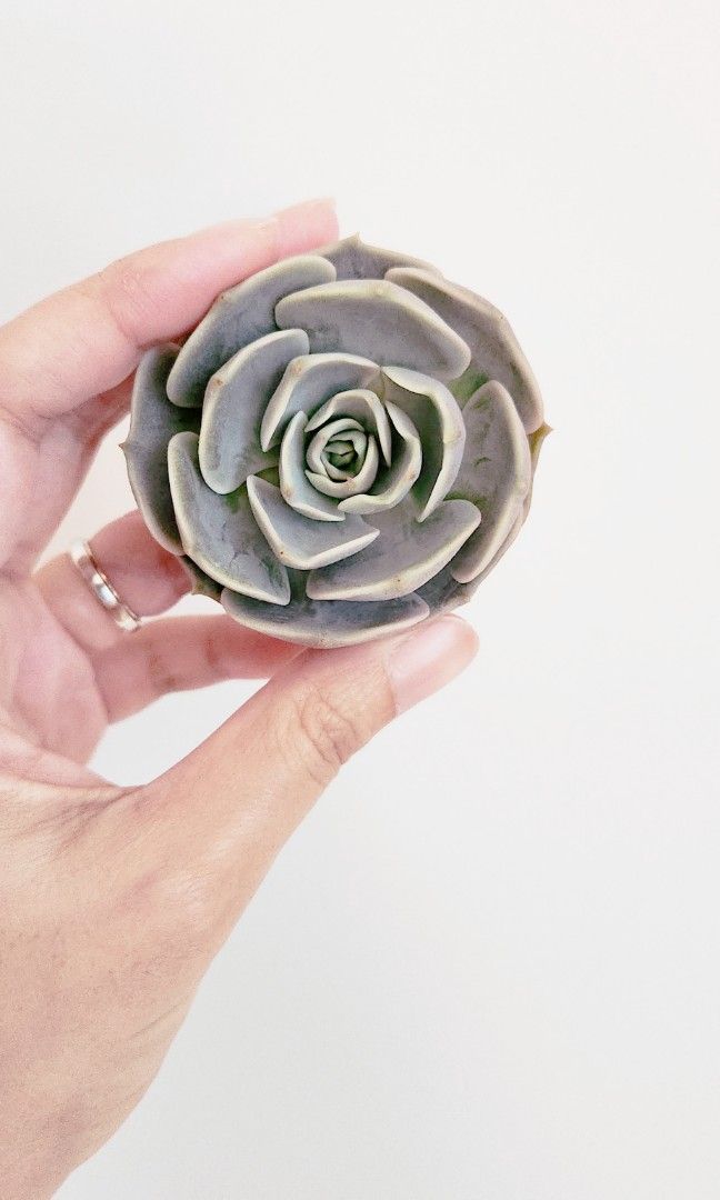 Echeveria Pop Shell Korean Succulent, Furniture & Home Living ...