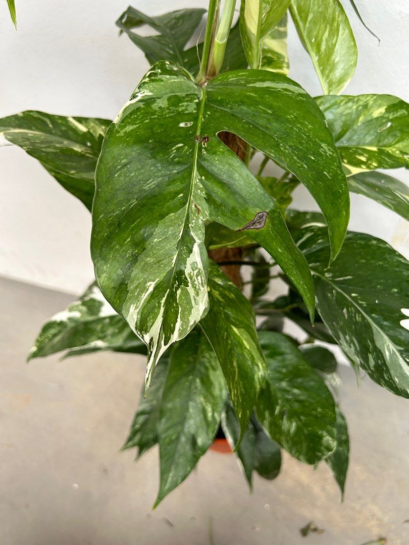 Epipremnum Pinnatum Albo Variegated 80cm tall, Furniture & Home Living ...