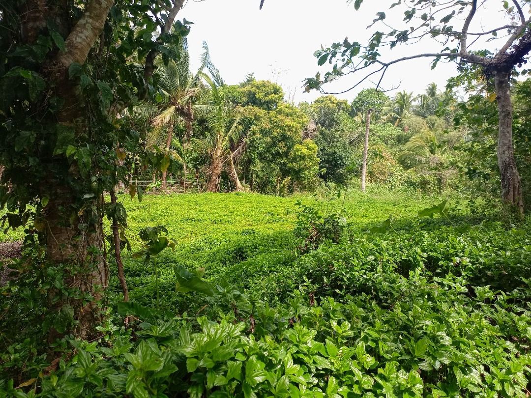 FARM LOT WITH FRUITS BEARING AND GOOD LOCATION, Property, For Sale, Lot ...