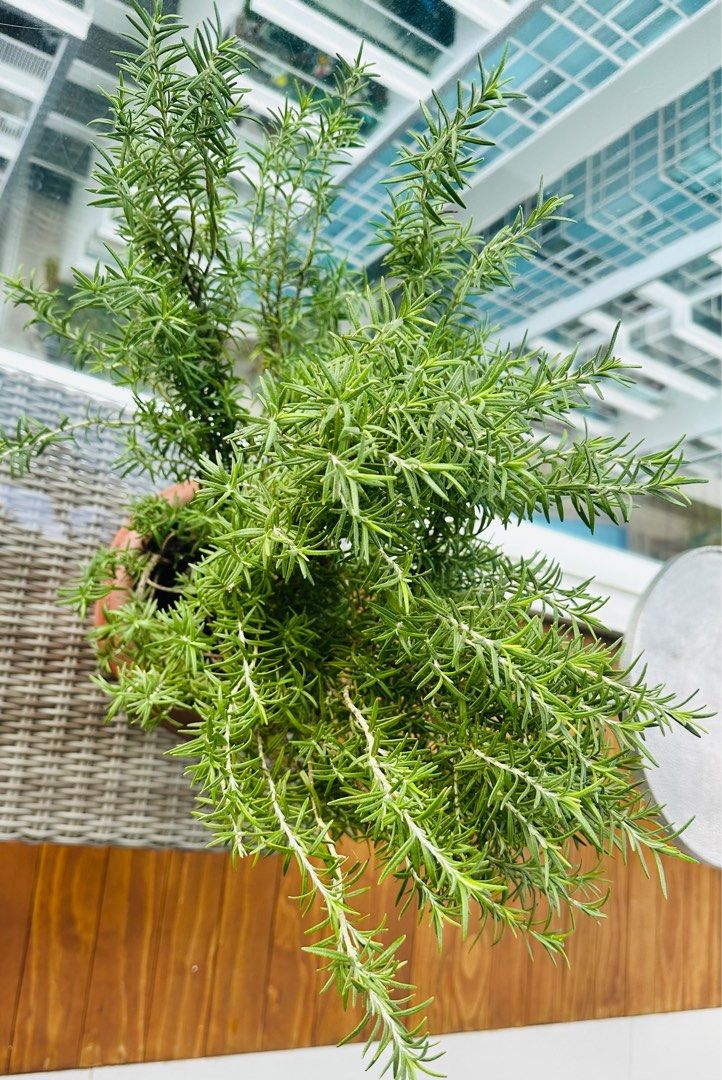 Huge organic rosemary plant - 70cm tall, Furniture & Home Living ...