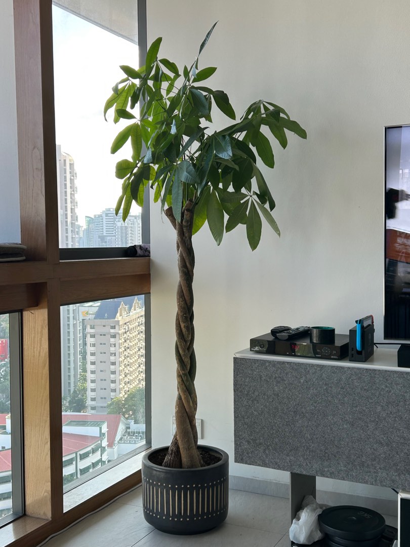 Large Money Tree, Furniture & Home Living, Gardening, Plants & Seeds on ...