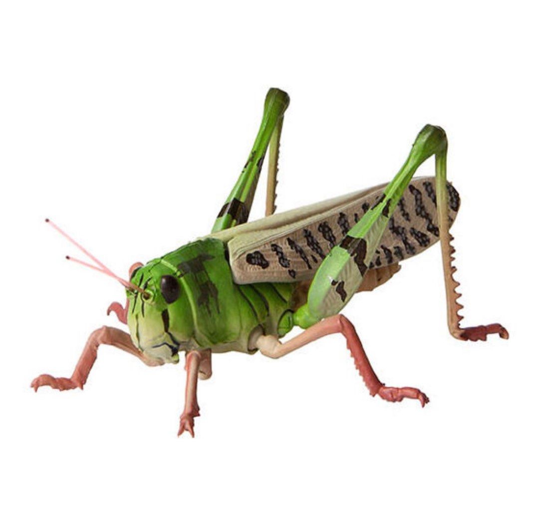 MISB Bandai THE DIVERSITY OF LIFE ON EARTH MINI COLLECTION INSECTS 02 ...