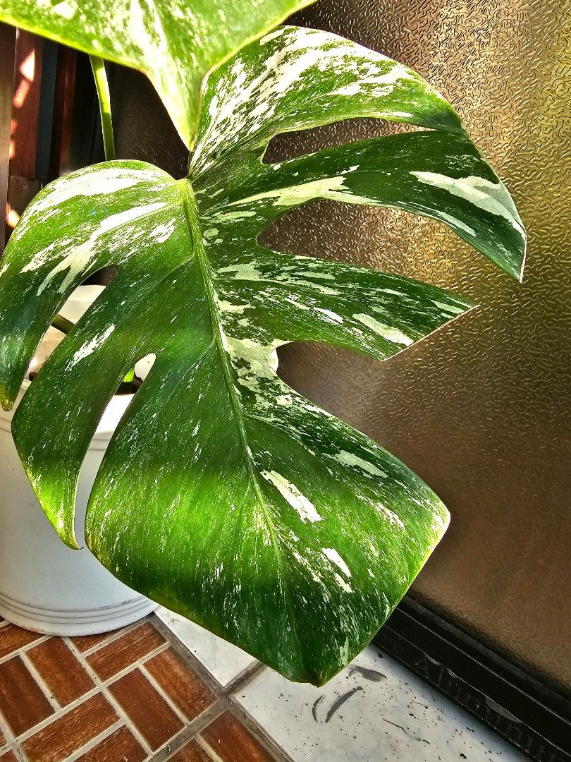 Monstera Borsigiana Albo / Borsi Albo, Furniture & Home Living ...