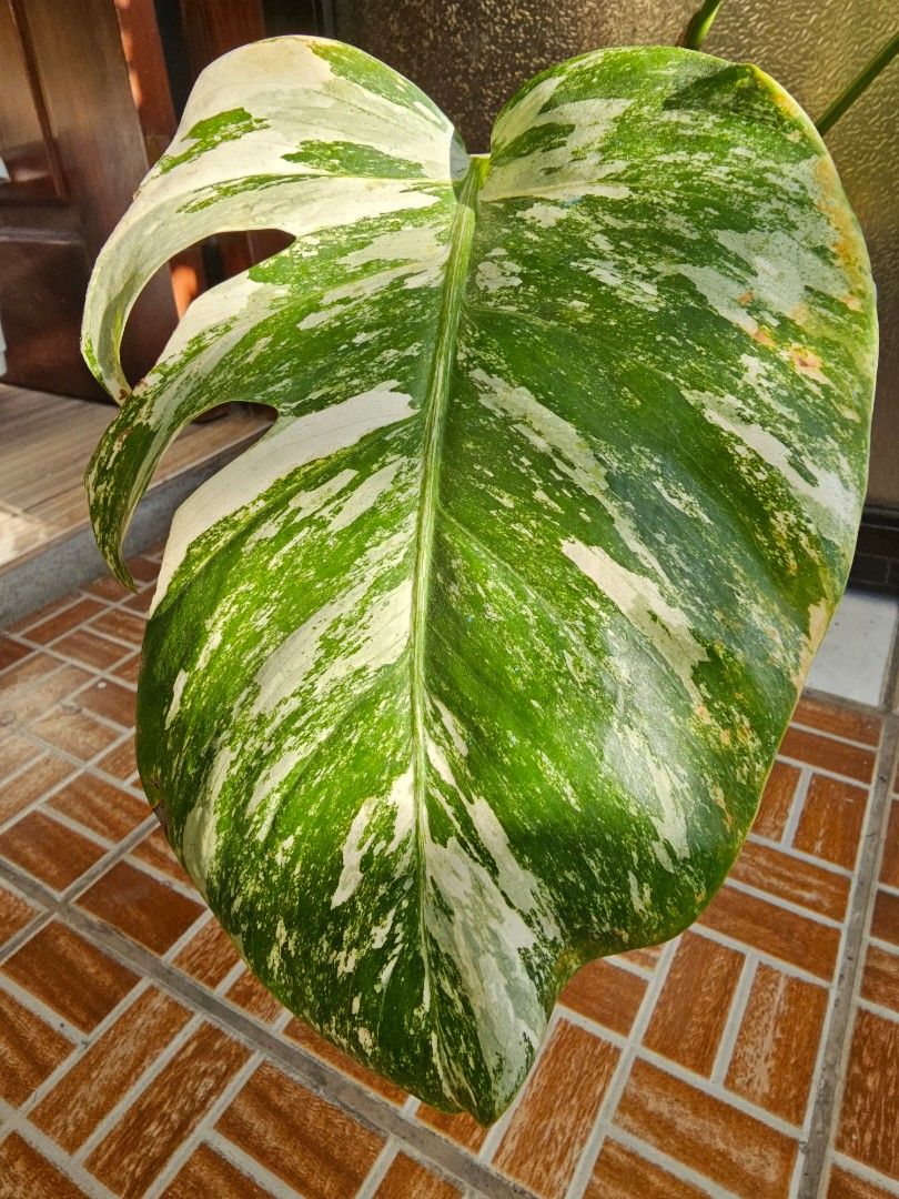 Monstera Borsigiana Albo / Borsi Albo, Furniture & Home Living ...