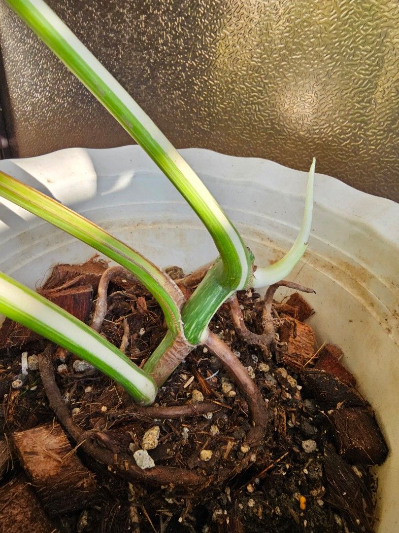 Monstera Borsigiana Albo / Borsi Albo, Furniture & Home Living ...