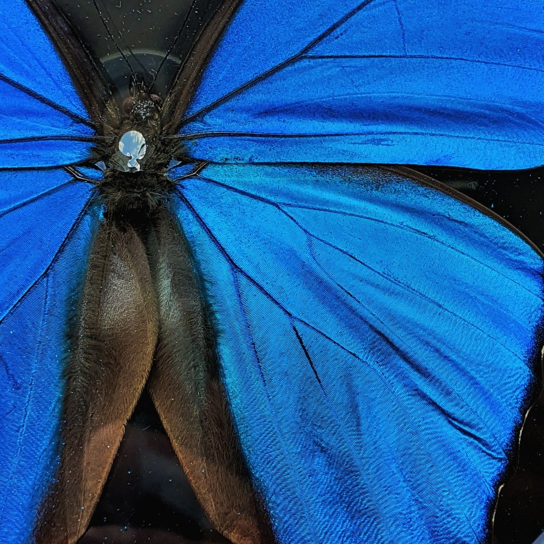Rare Brazilian Morpho Butterfly Specimen, Furniture & Home Living, Home ...