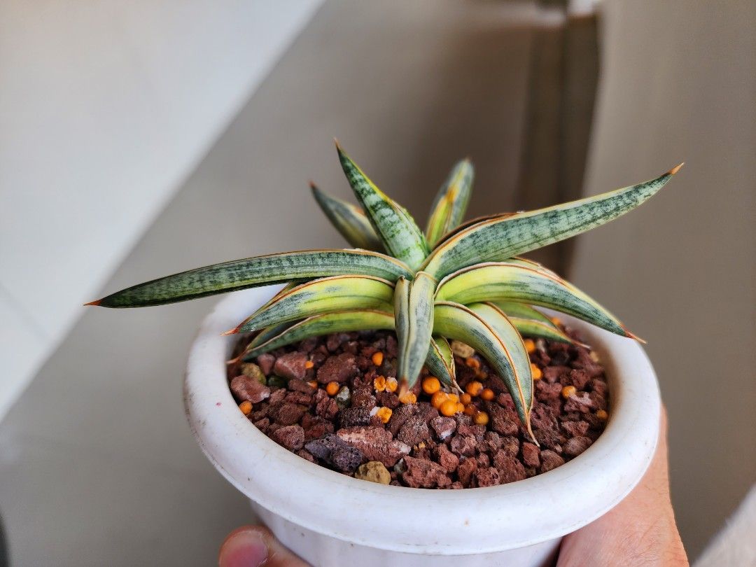 Sansevieria Lavranos 1970 Blue Clone White Variegated, Furniture & Home ...