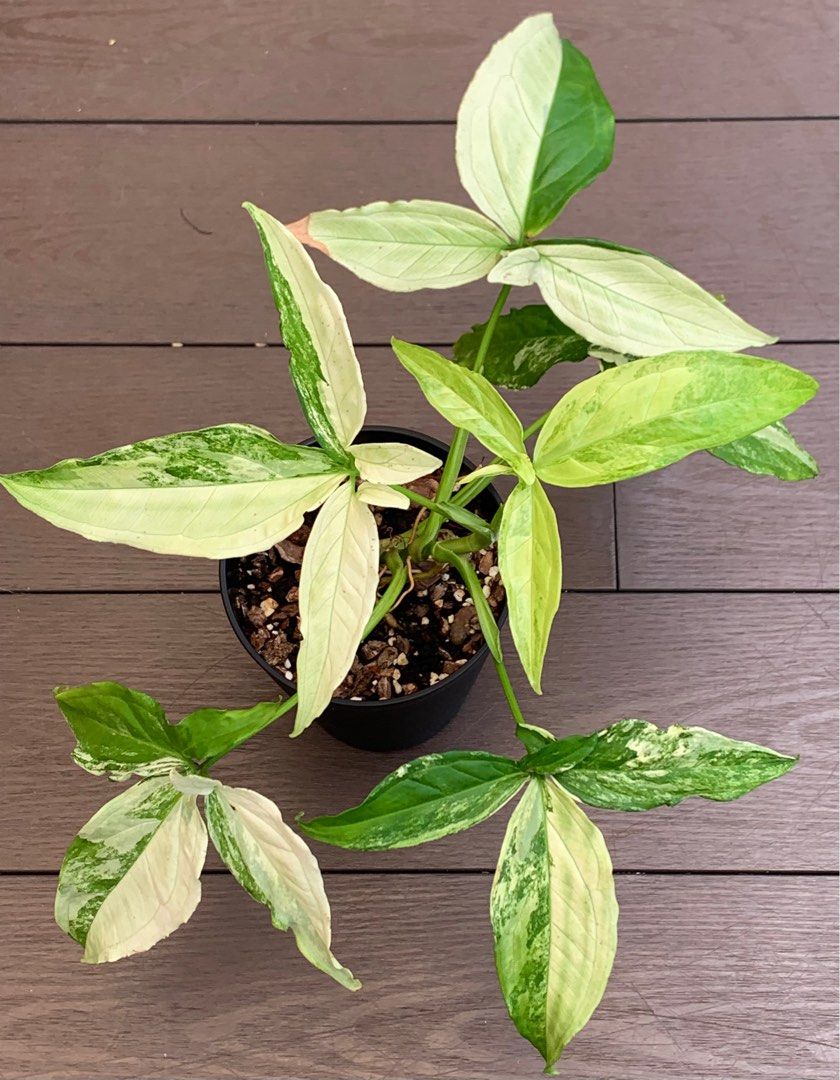 Syngonium Albo (mature leaf patterns) plant, Furniture & Home Living ...