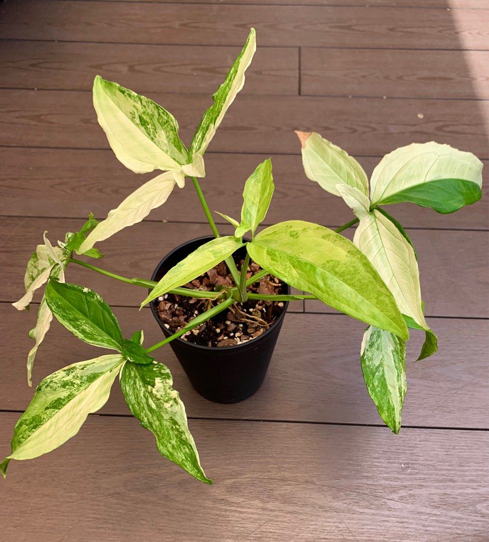 Syngonium Albo (mature leaf patterns) plant, Furniture & Home Living ...