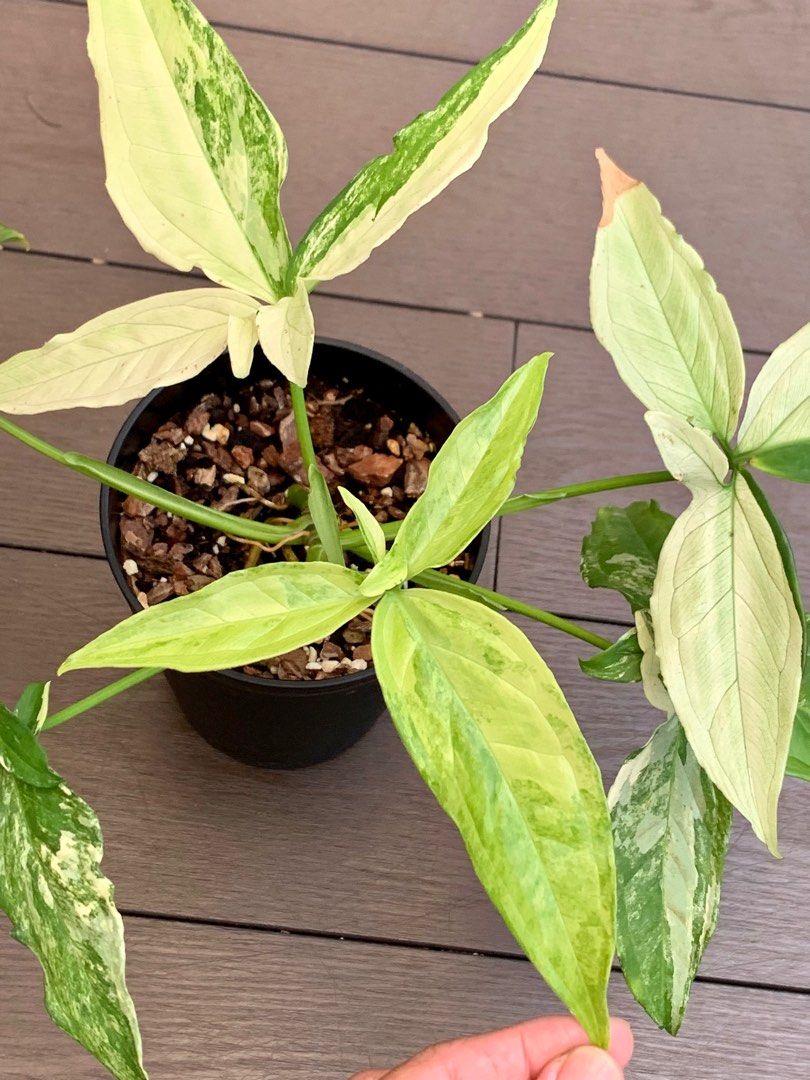 Syngonium Albo (mature leaf patterns) plant, Furniture & Home Living ...