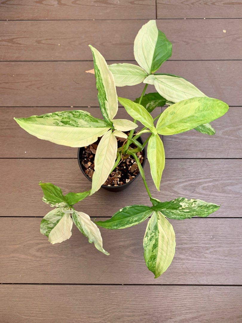 Syngonium Albo (mature leaf patterns) plant, Furniture & Home Living ...