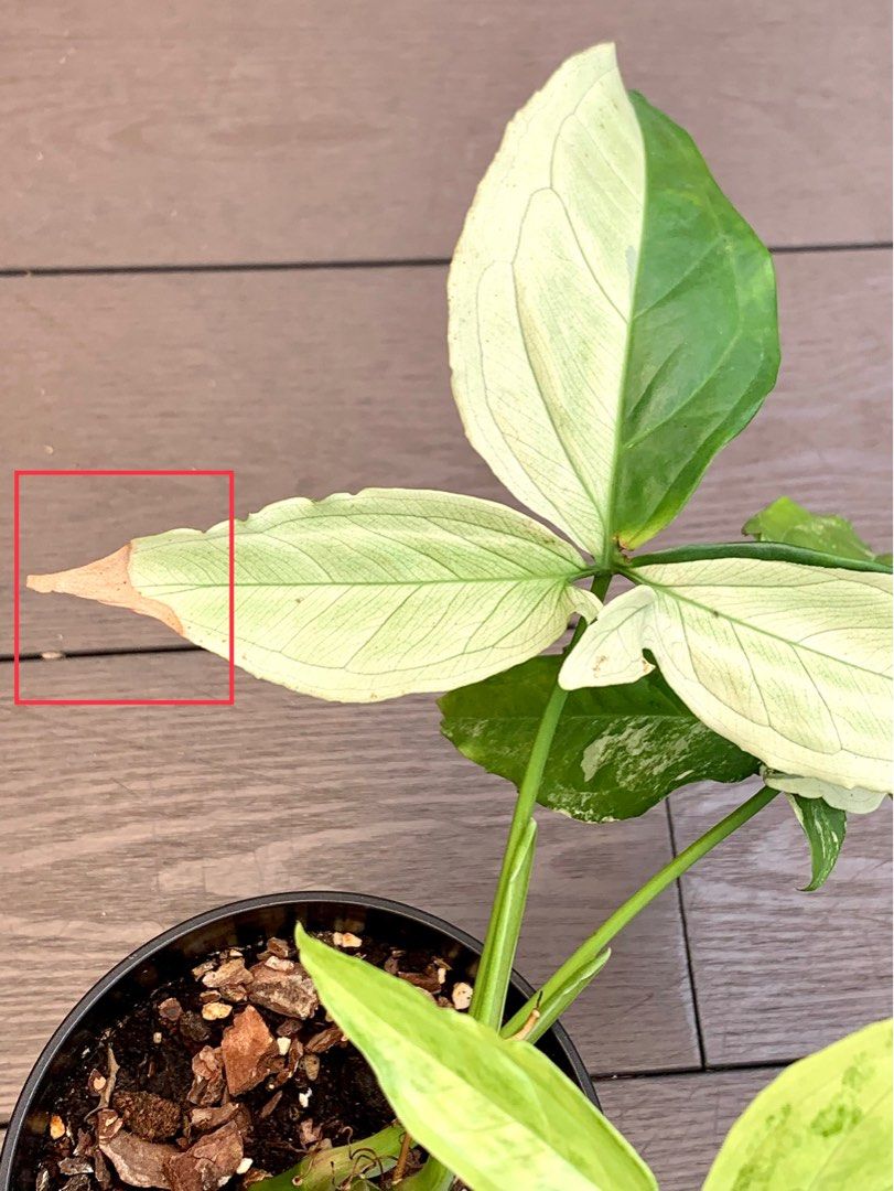 Syngonium Albo (mature leaf patterns) plant, Furniture & Home Living ...
