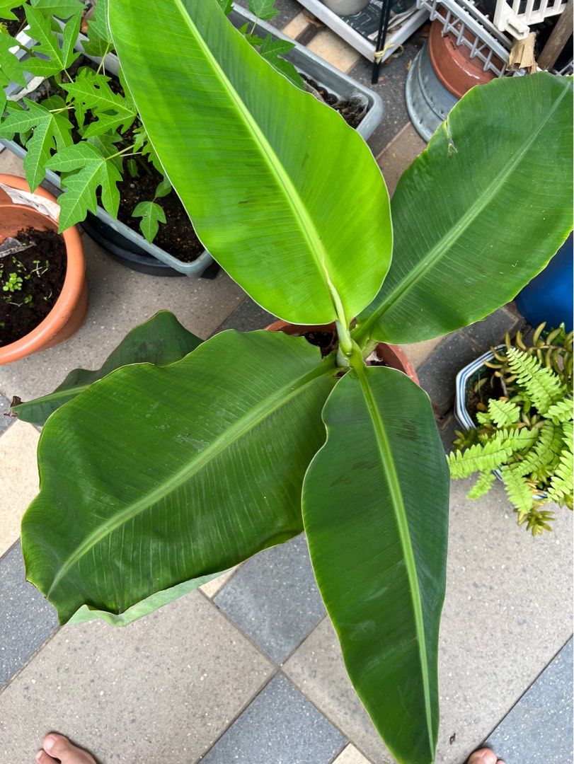 (9sold) Baby dwarf cavendish banana plant, Furniture & Home Living ...