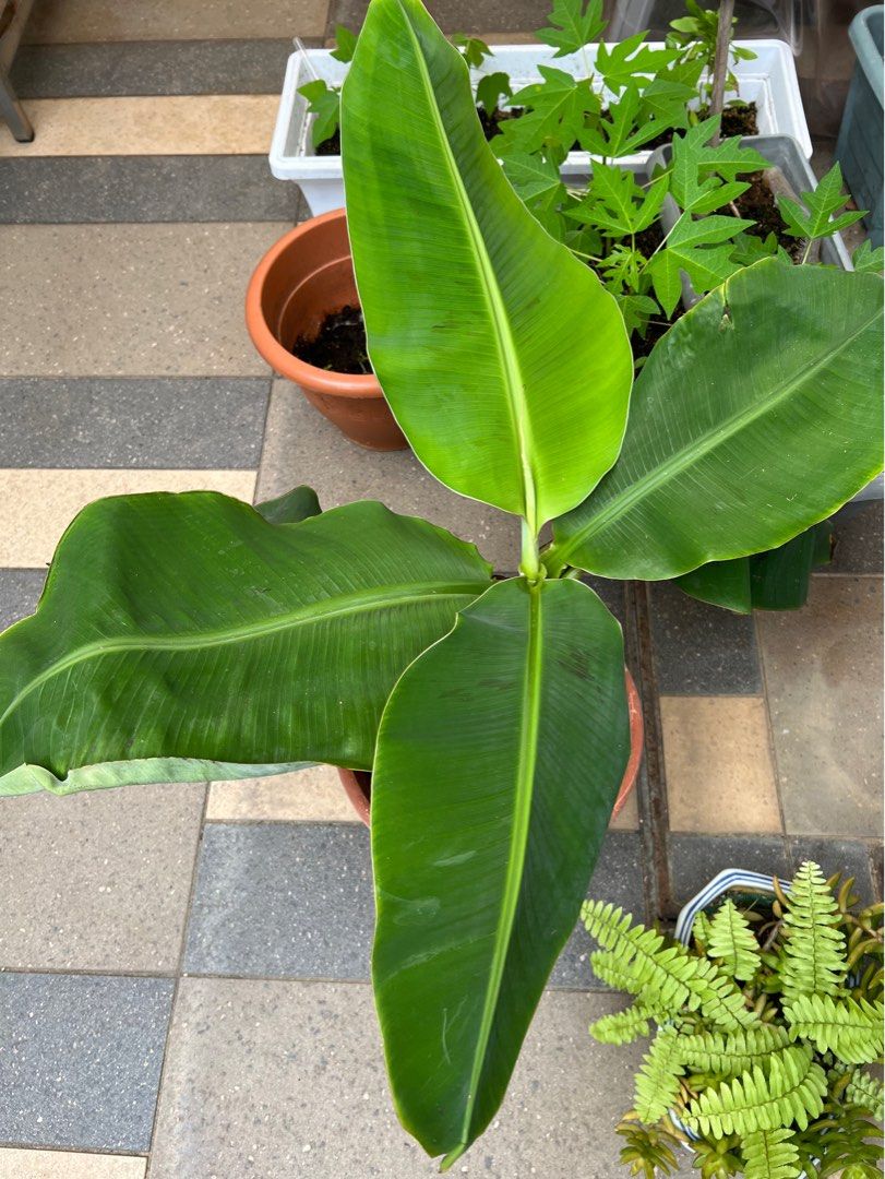 (9sold) Baby dwarf cavendish banana plant, Furniture & Home Living ...