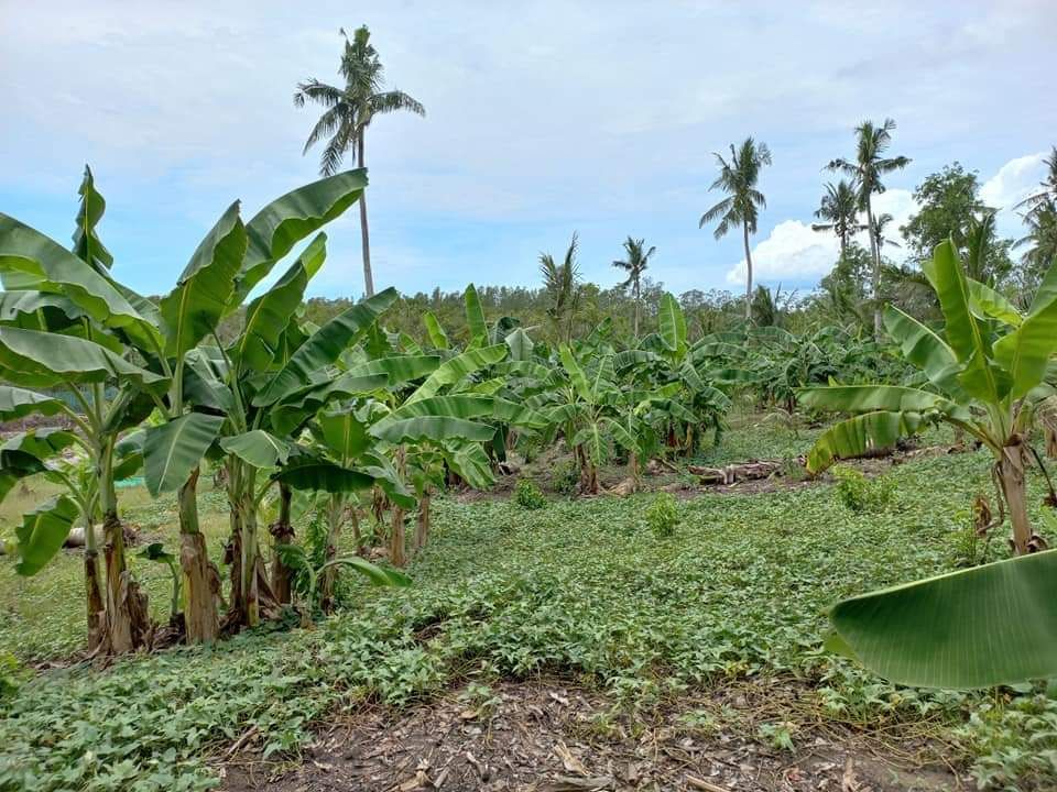 Agricultural Land for Sale in Brgy. Salvacion, Puerto Princesa City ...