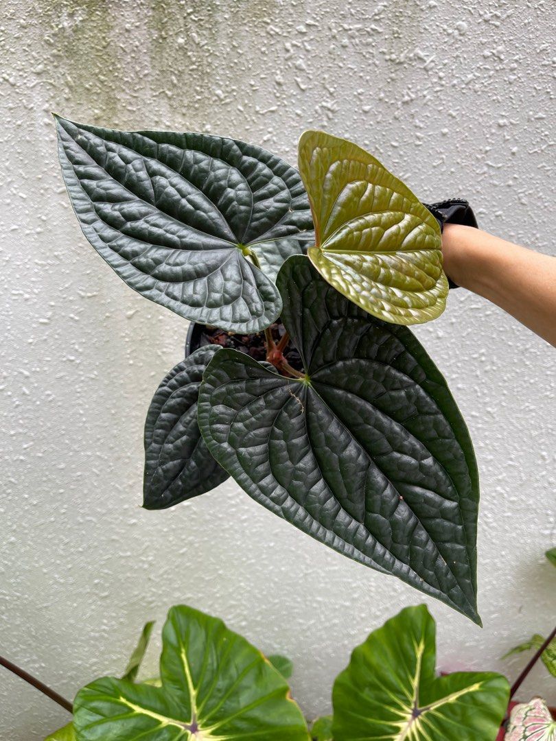 Quotrare Queen Anthurium Anthurium Warocqueanum Dark Form