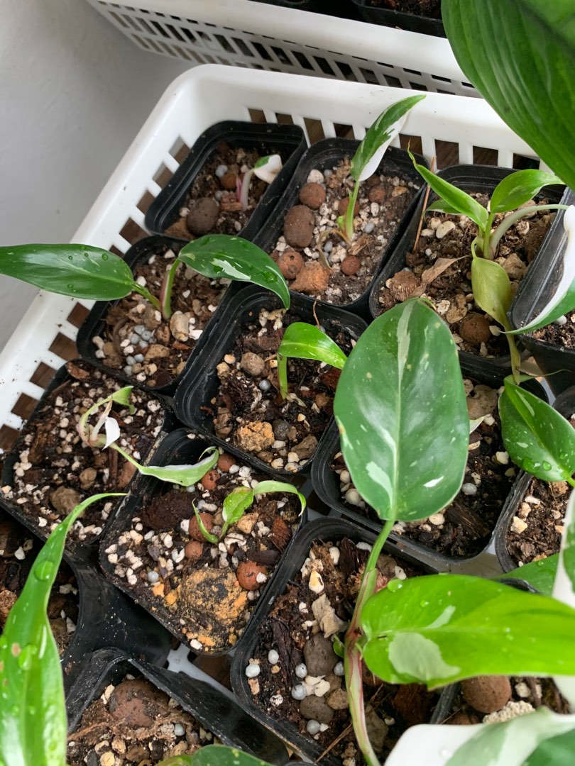 Aroids Cuttings Sale, Furniture & Home Living, Gardening, Plants ...