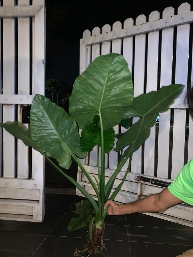Giant Alocasia Odora (Elephant's Ear) Healthy and more than approx. 5.5 ...