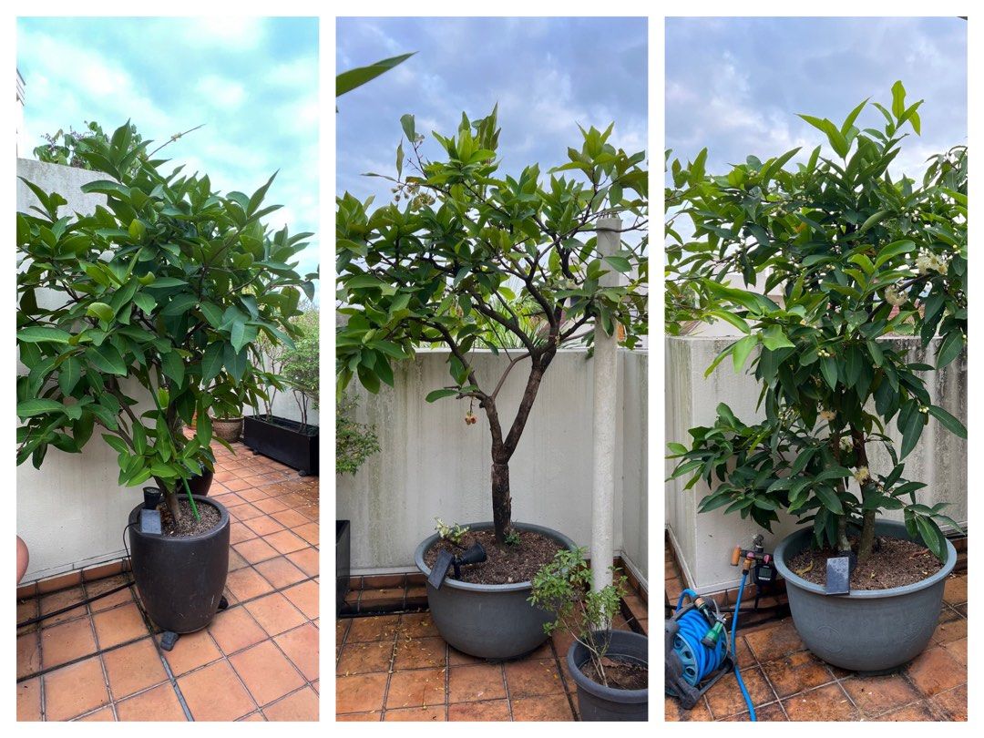 Jambu, Longan, Chiku, Guava and Custard Apple trees 2.5m, Furniture ...