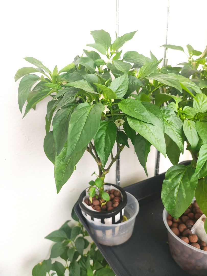 Mini Capsicum Plant (Orange), Furniture & Home Living, Gardening ...
