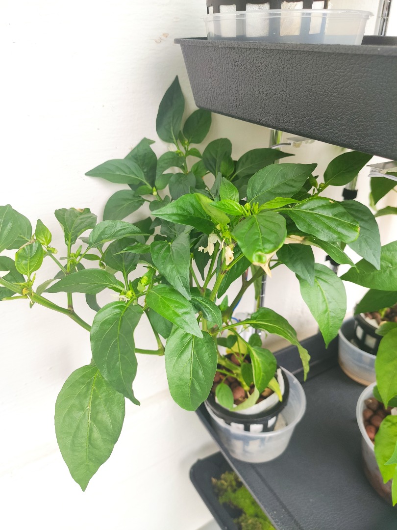 Mini Capsicum Plant (Orange), Furniture & Home Living, Gardening ...
