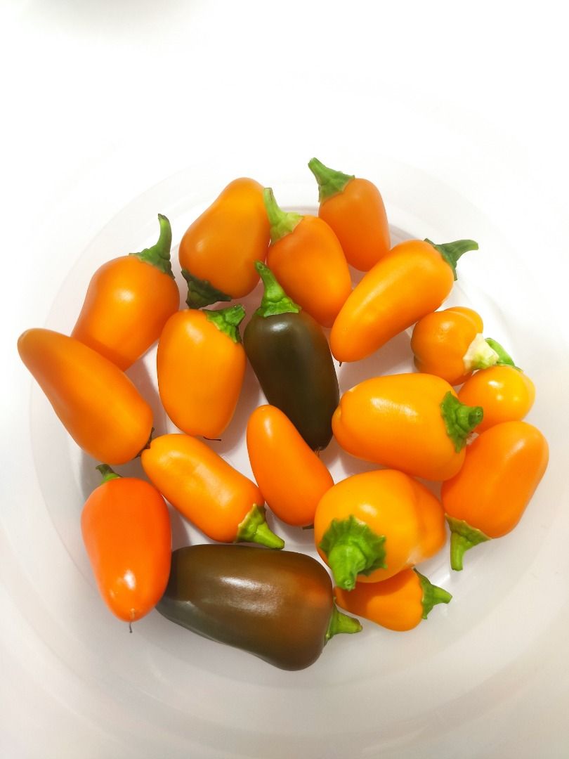 Mini Capsicum Plant (Orange), Furniture & Home Living, Gardening ...