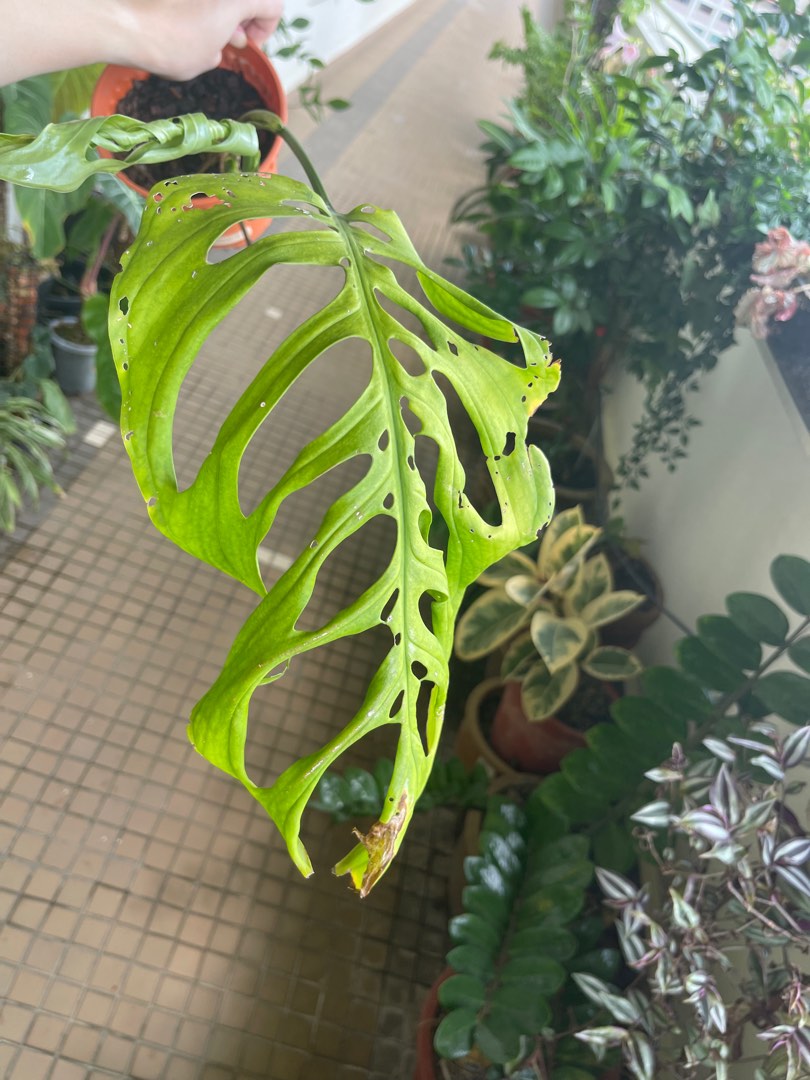 Monstera Esqueleto Large, Furniture & Home Living, Gardening, Plants ...