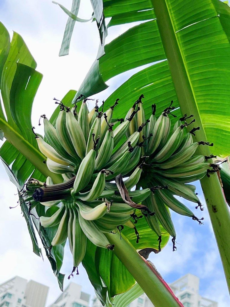 musa ae ae variegated, Furniture & Home Living, Gardening, Pots ...