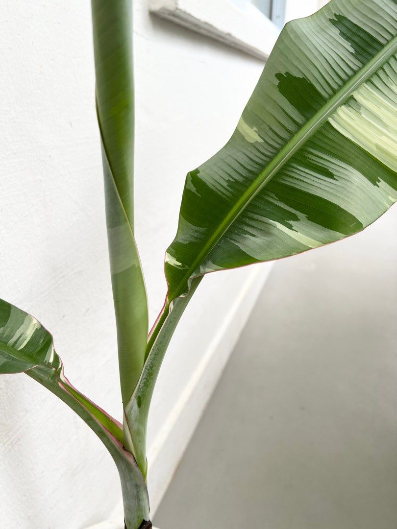musa ae ae variegated, Furniture & Home Living, Gardening, Pots ...