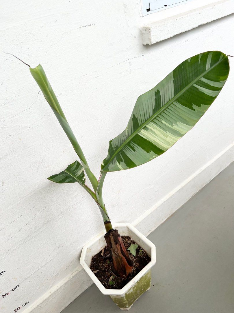 musa ae ae variegated, Furniture & Home Living, Gardening, Pots ...