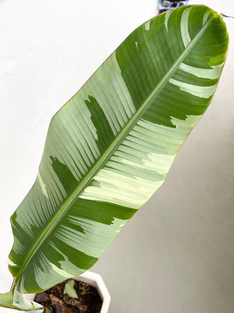 musa ae ae variegated, Furniture & Home Living, Gardening, Pots ...