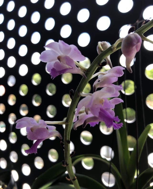 Orchid- VANDA AERIDES LAWRENCEAE, Furniture & Home Living, Gardening ...