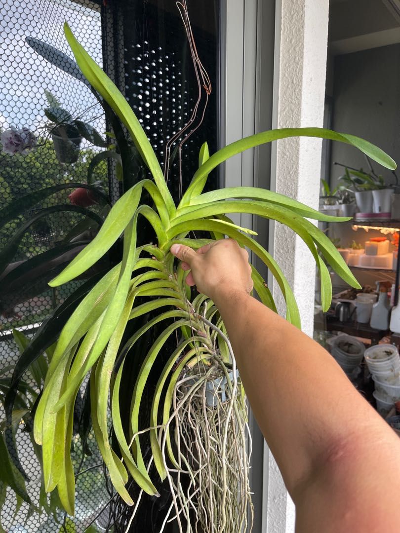 Orchid- VANDA AERIDES LAWRENCEAE, Furniture & Home Living, Gardening ...