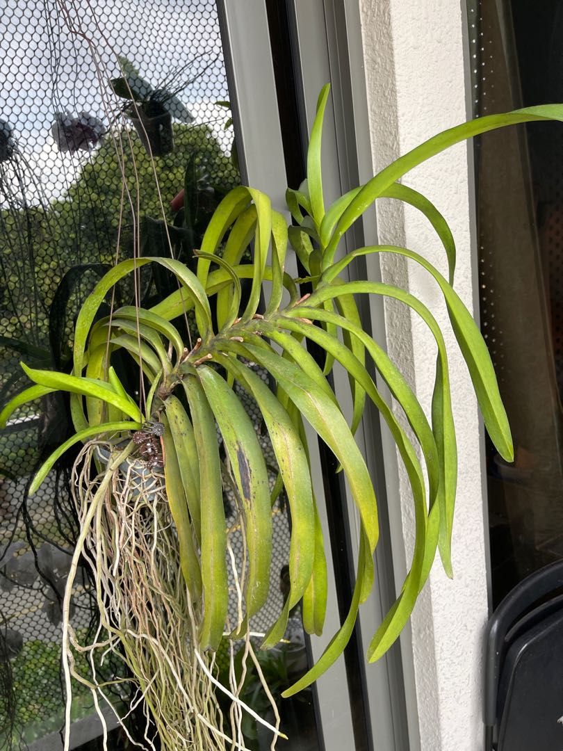 Orchid- VANDA AERIDES LAWRENCEAE, Furniture & Home Living, Gardening ...