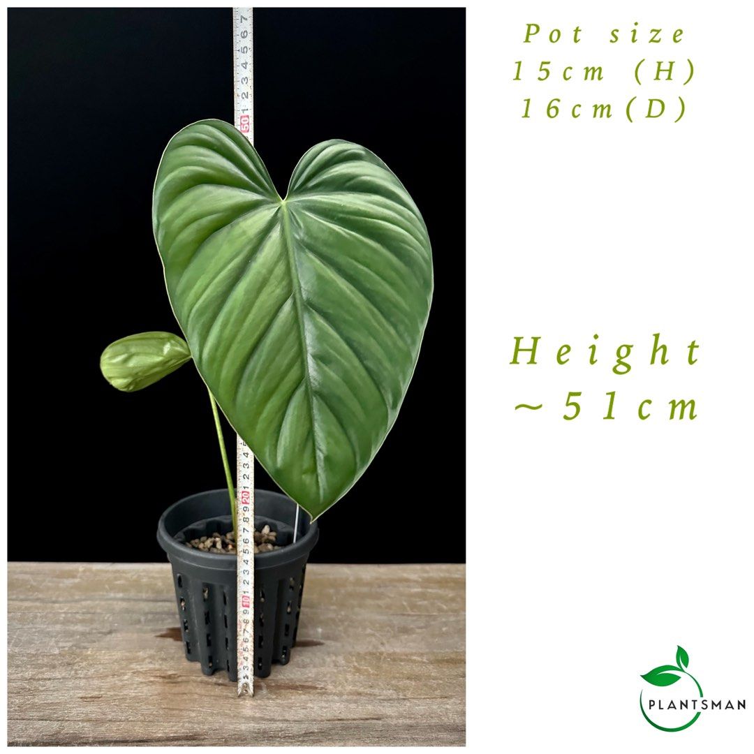 Philodendron SP Colombia, Furniture & Home Living, Gardening, Plants ...