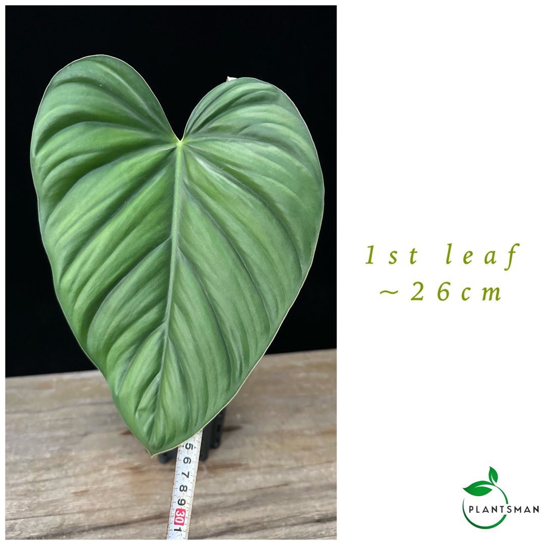 Philodendron SP Colombia, Furniture & Home Living, Gardening, Plants ...